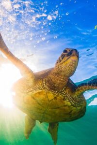 20 BEST Nature Quiz Questions and Answers: 2025 Quiz