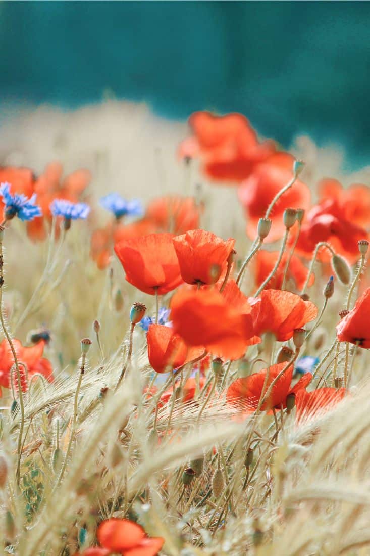 20 BEST Nature Quiz Questions and Answers: 2025 Quiz