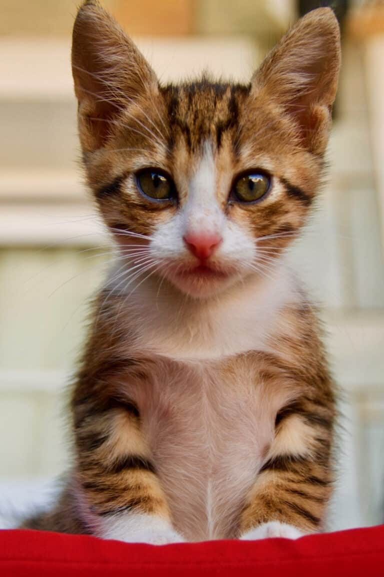 Ultimate Cat Quiz Questions and Answers: 2025 Quiz