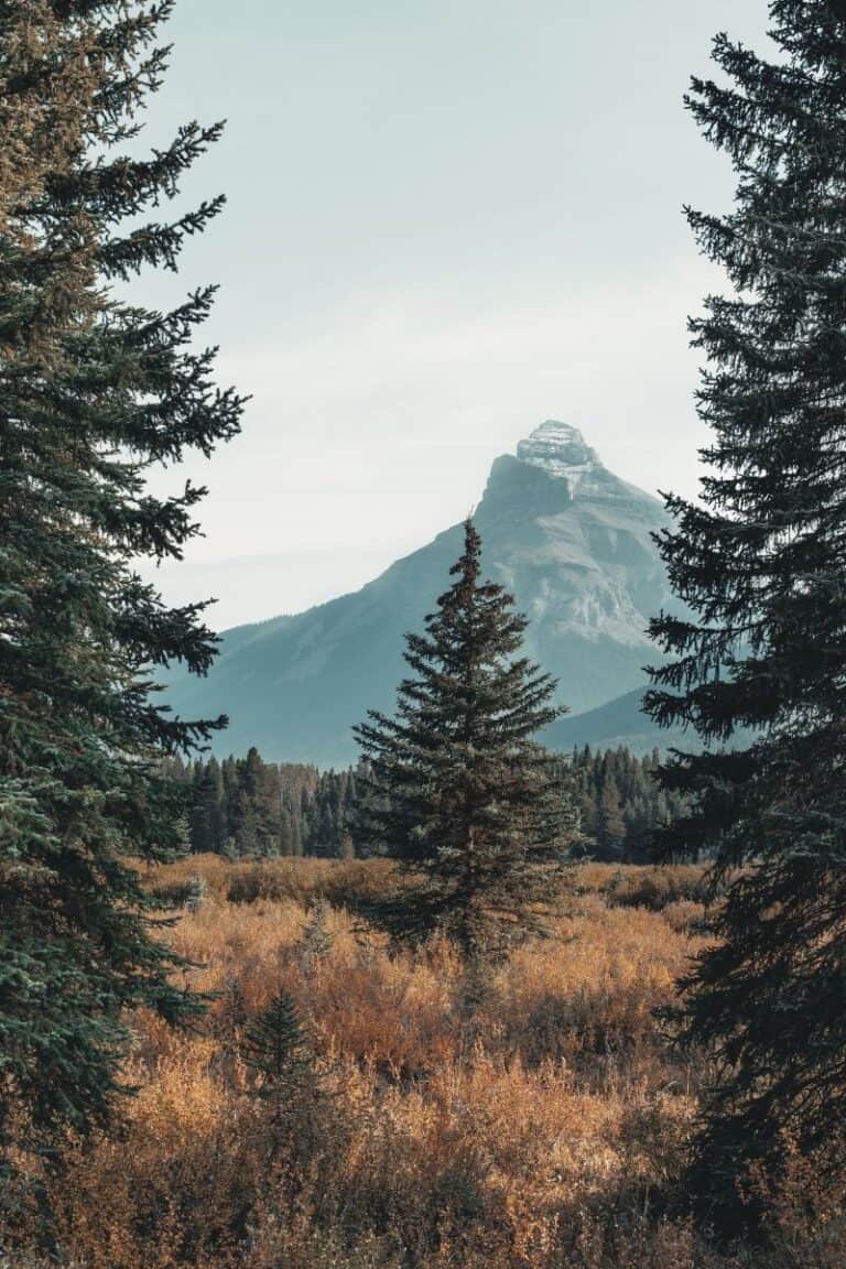 Ultimate Plant Quiz Questions and Answers: 2025 Quiz