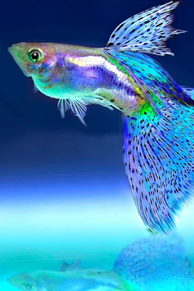 Ultimate Fish Quiz Questions and Answers: 2025 Quiz