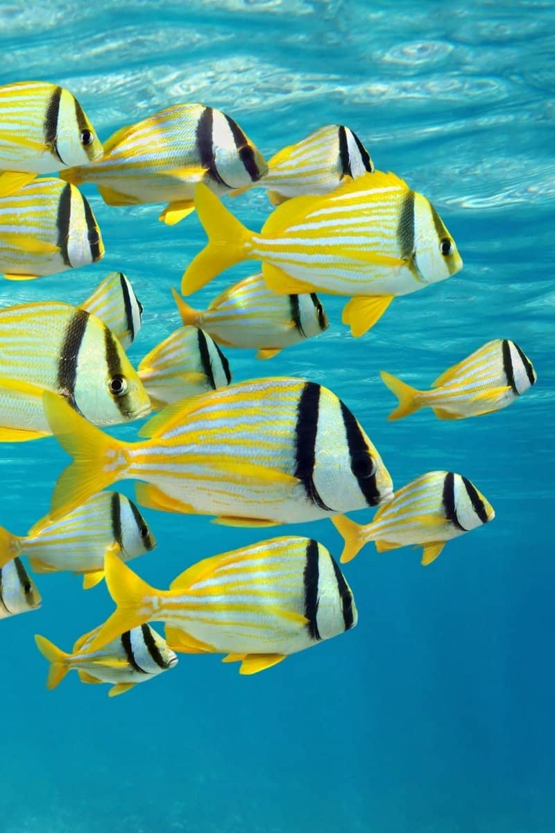 Ultimate Fish Quiz Questions and Answers: 2025 Quiz