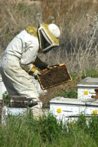 15 BEST Bee Quiz Questions and Answers: 2025 Quiz